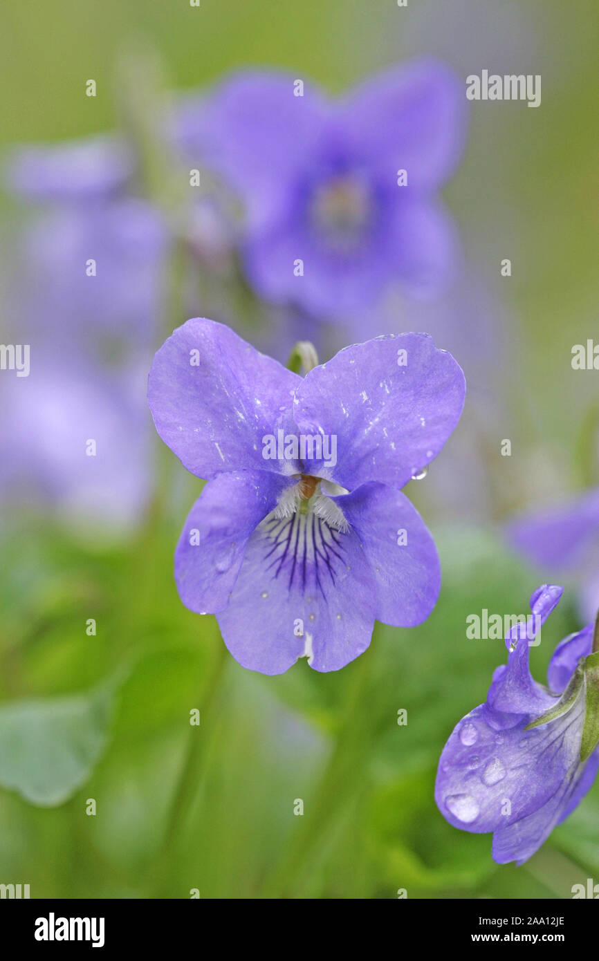 Veilchen violett hi-res stock photography and images - Alamy