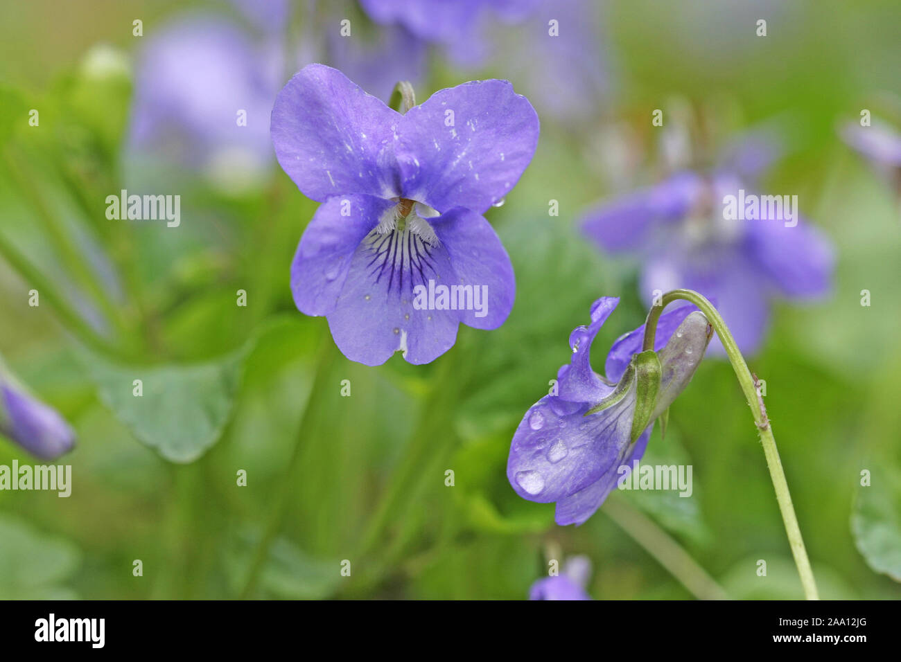 Veilchen violett hi-res stock photography and images - Alamy