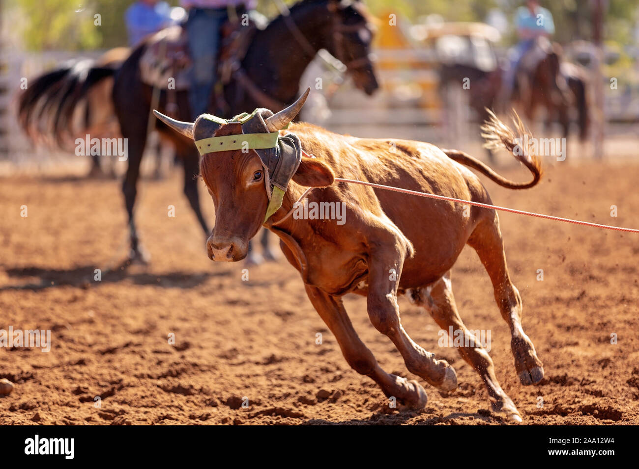 Cowboys team roping rodeo event hi-res stock photography and images - Alamy