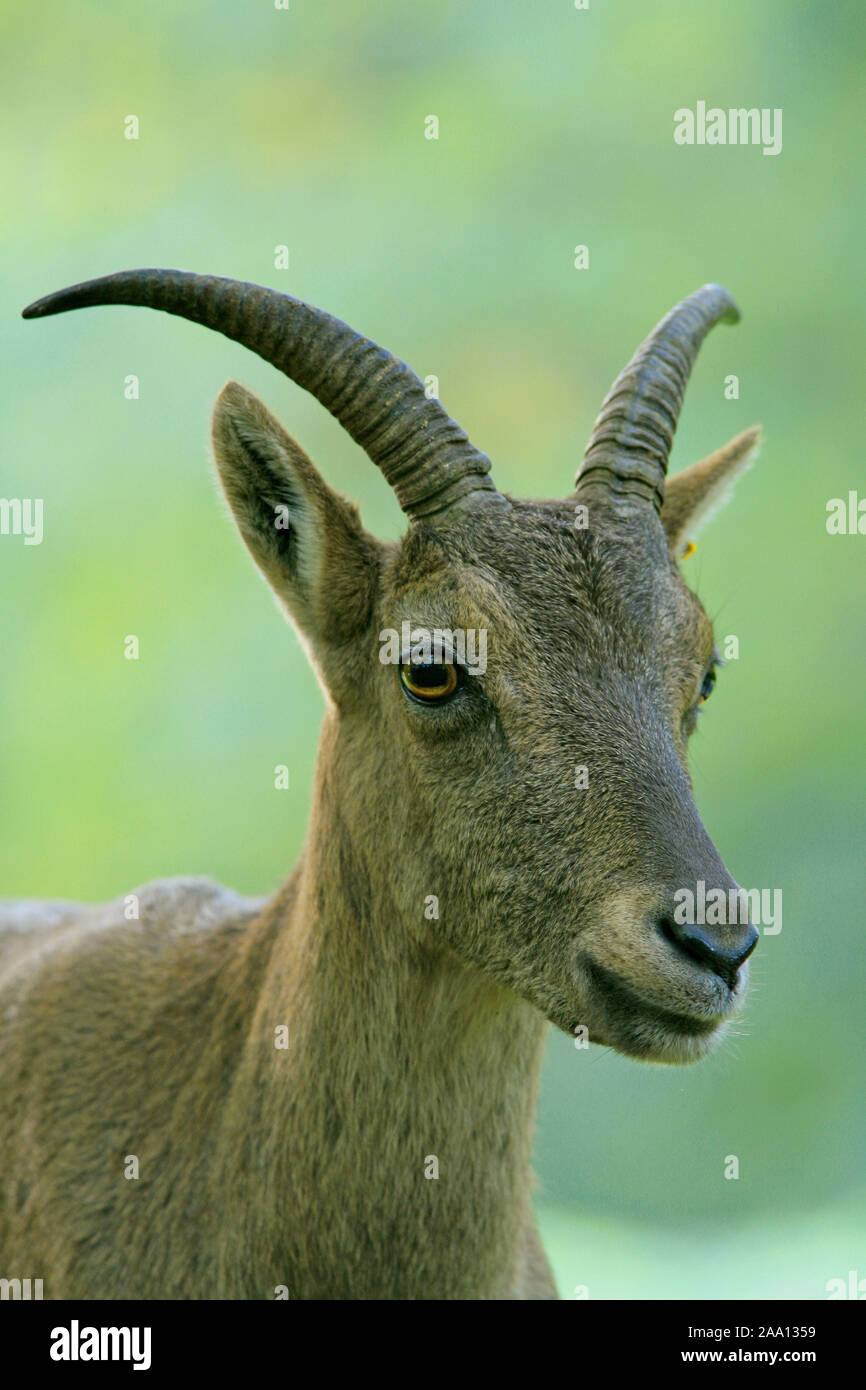 Steinbock portrait hi-res stock photography and images - Alamy