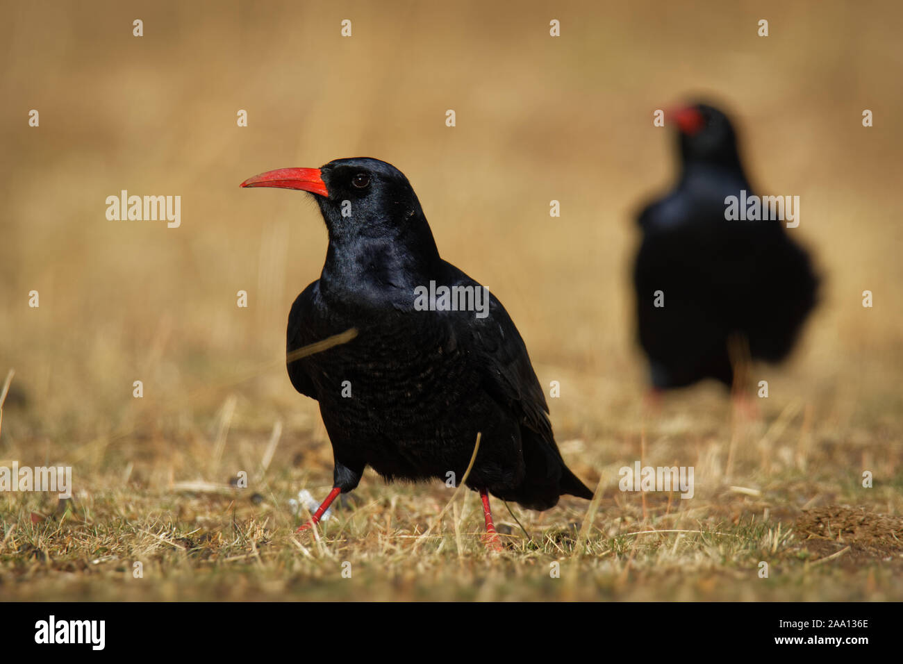 Cornish alps hi-res stock photography and images - Alamy