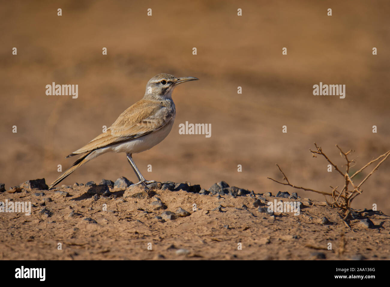 Semi arid sahel hi-res stock photography and images - Alamy