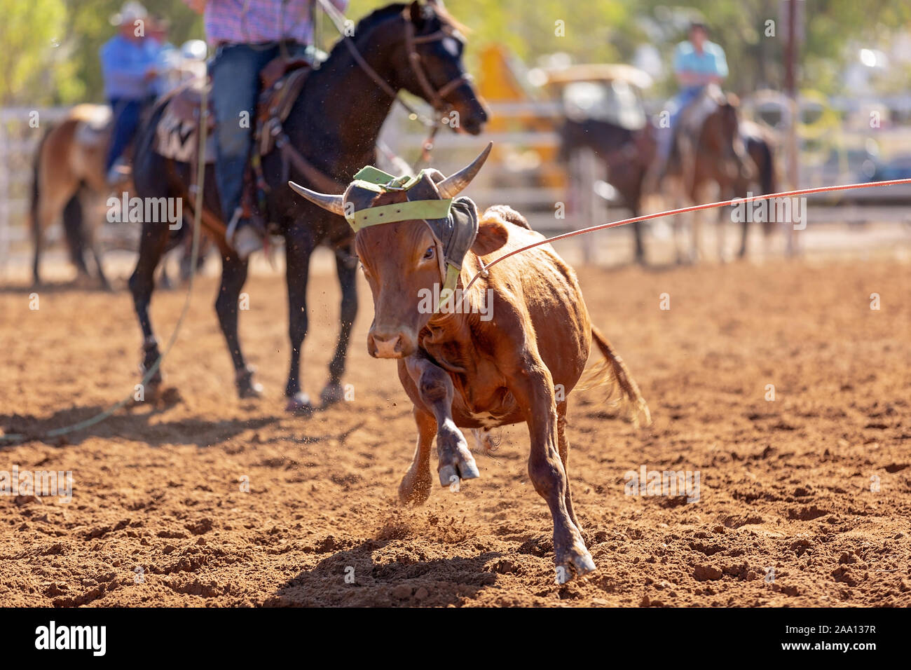Calf being lassoed in a team calf roping event by cowboys at a country ...