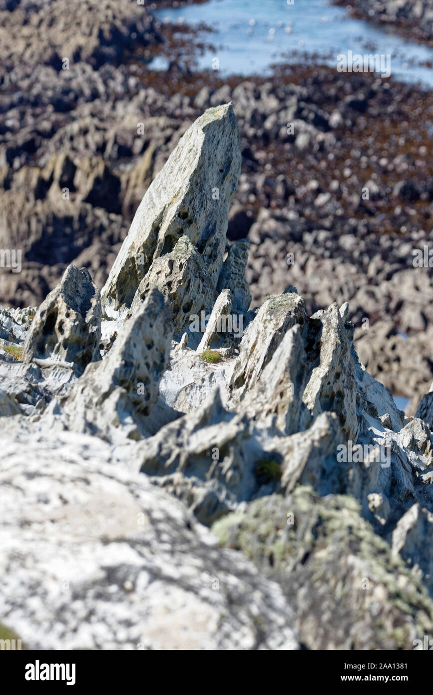Jagged vertical Outcrop of Morte Slate at Morte Point, North Devon, UK ...