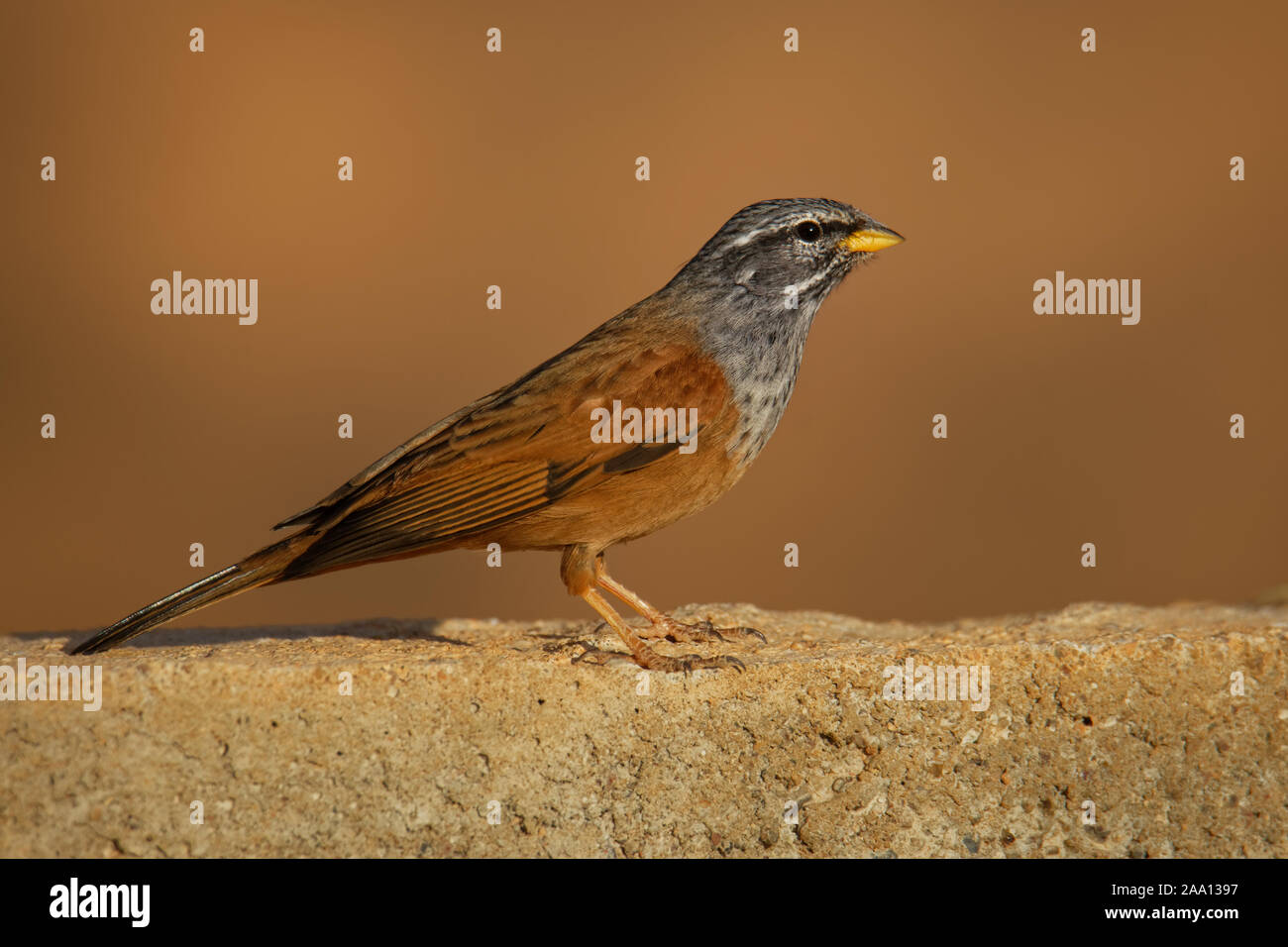 Sahel desert corn hi-res stock photography and images - Alamy