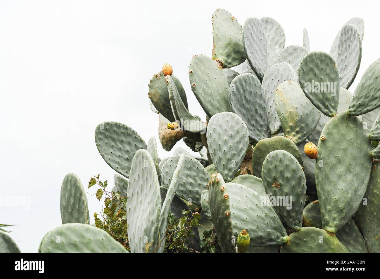 green prickly pear cactus with spikes in italy Stock Photo - Alamy