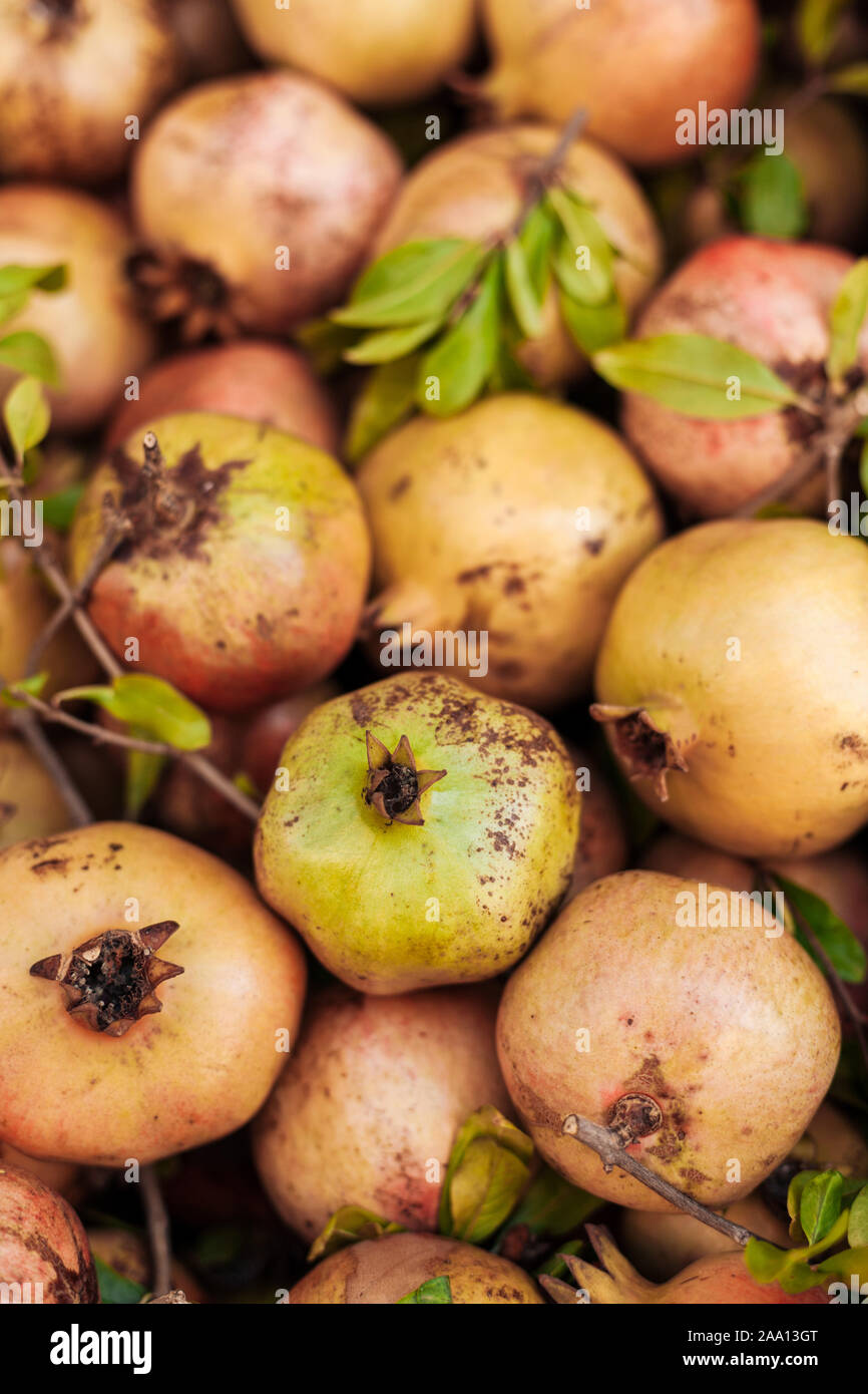 Pomegranates grow hi-res stock photography and images - Alamy