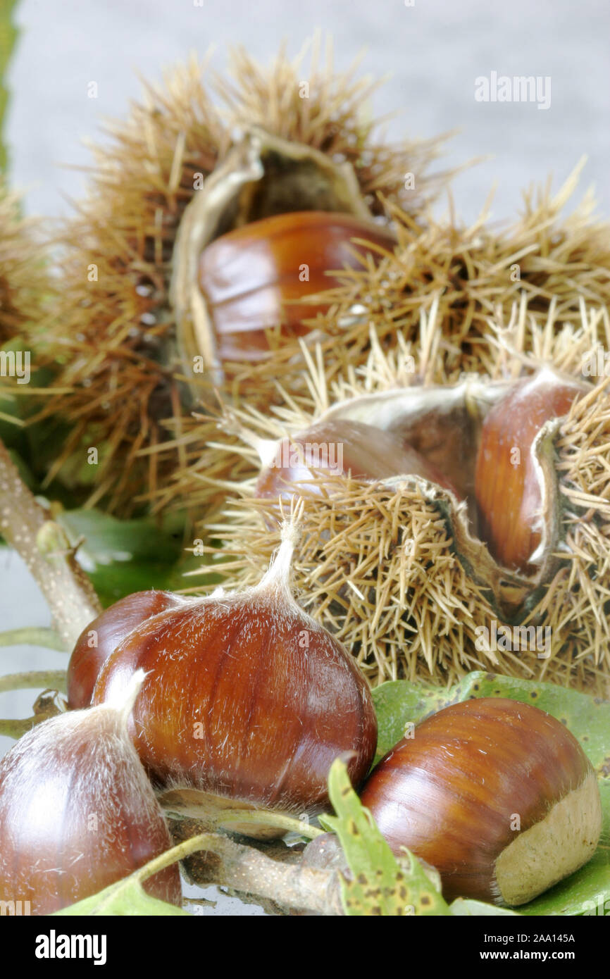 Esskastanien in der schale hi-res stock photography and images - Alamy