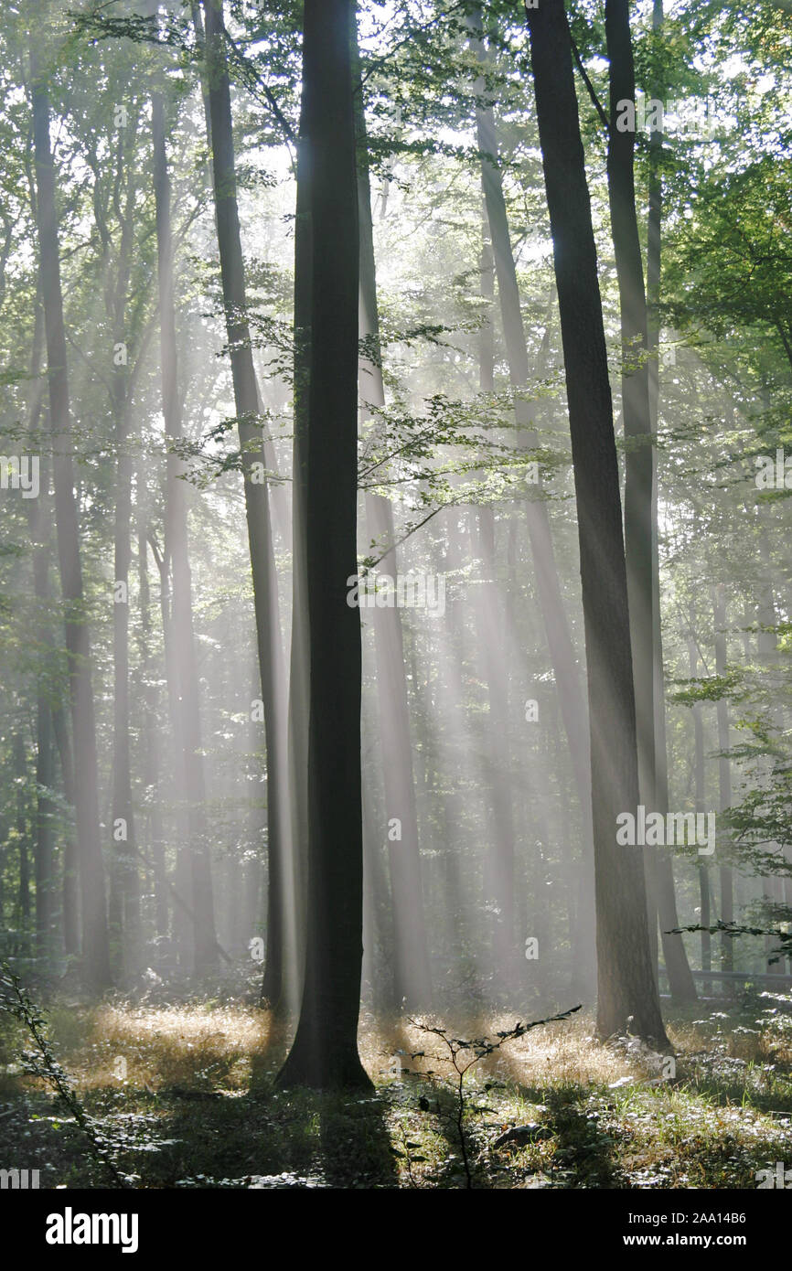 Scheinen hi-res stock photography and images - Alamy