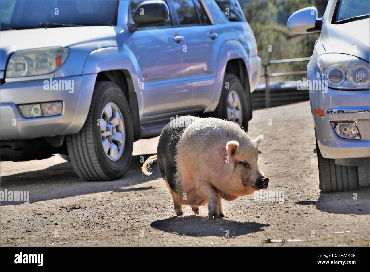 Pig walking through parking lot Stock Photo - Alamy