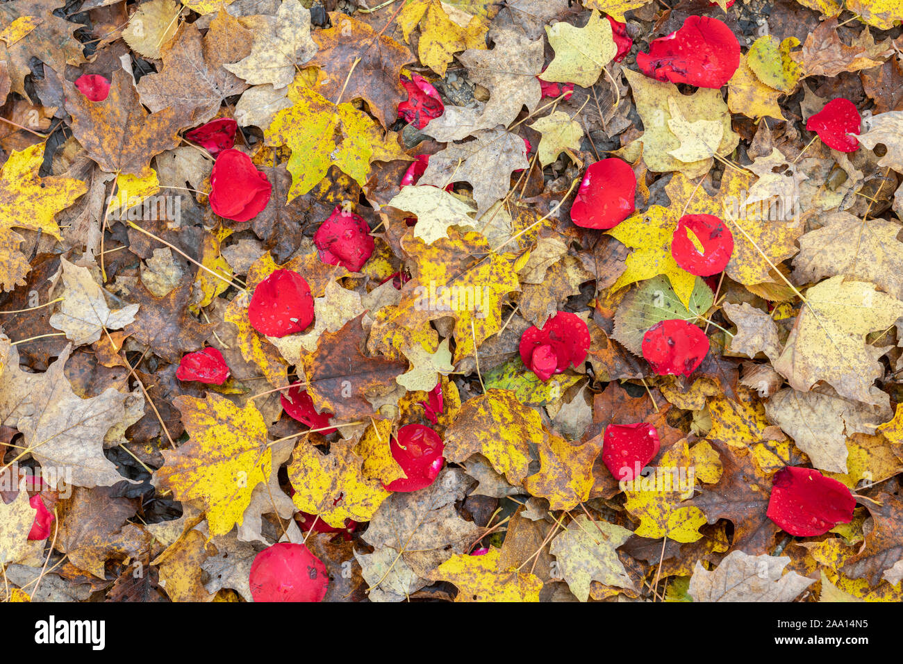Rose petals fall floor hi-res stock photography and images - Alamy