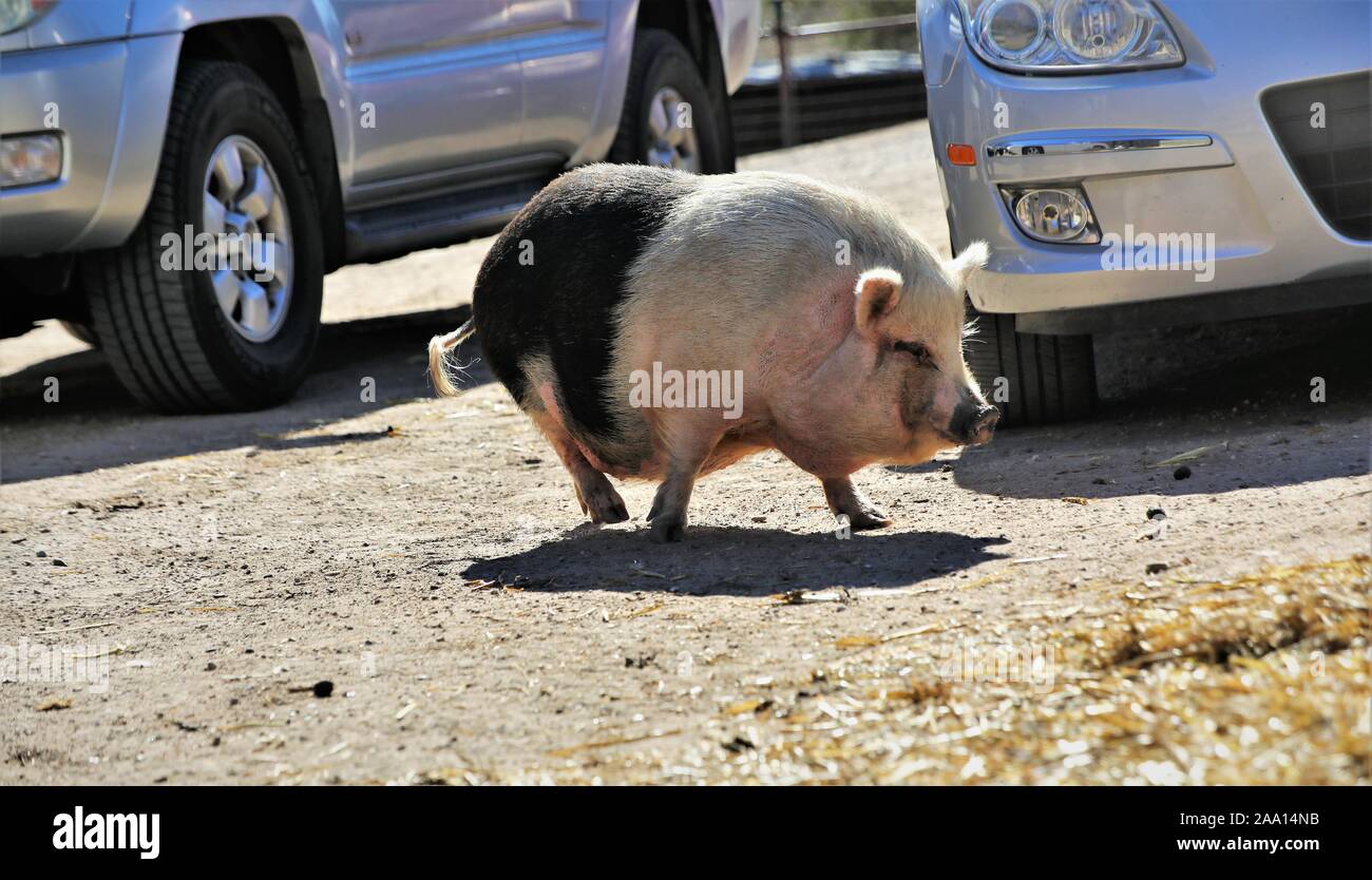 Pig walking through parking lot Stock Photo - Alamy