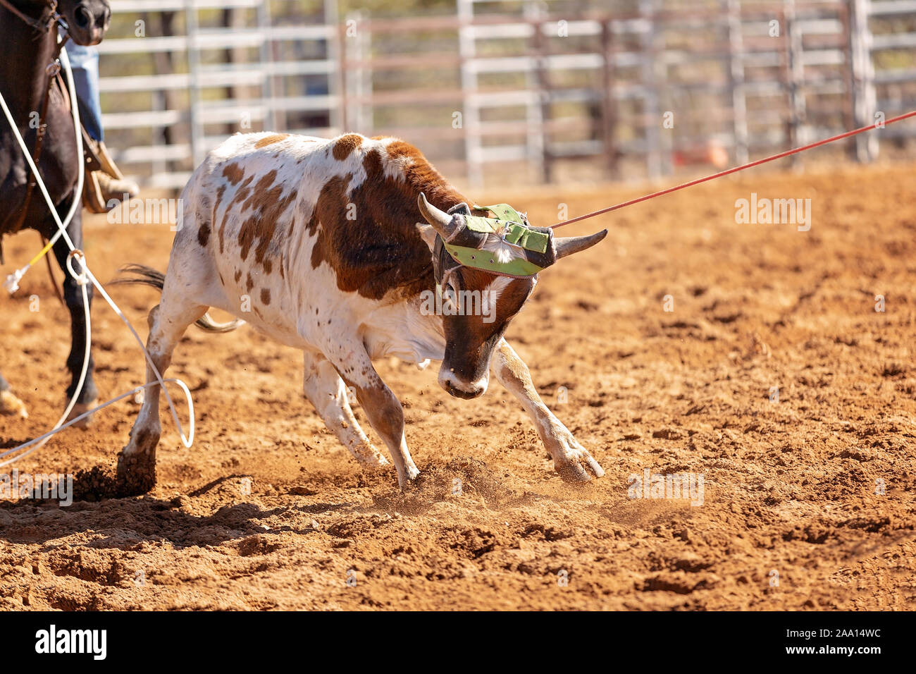 Calf being lassoed in a team calf roping event by cowboys at a country ...
