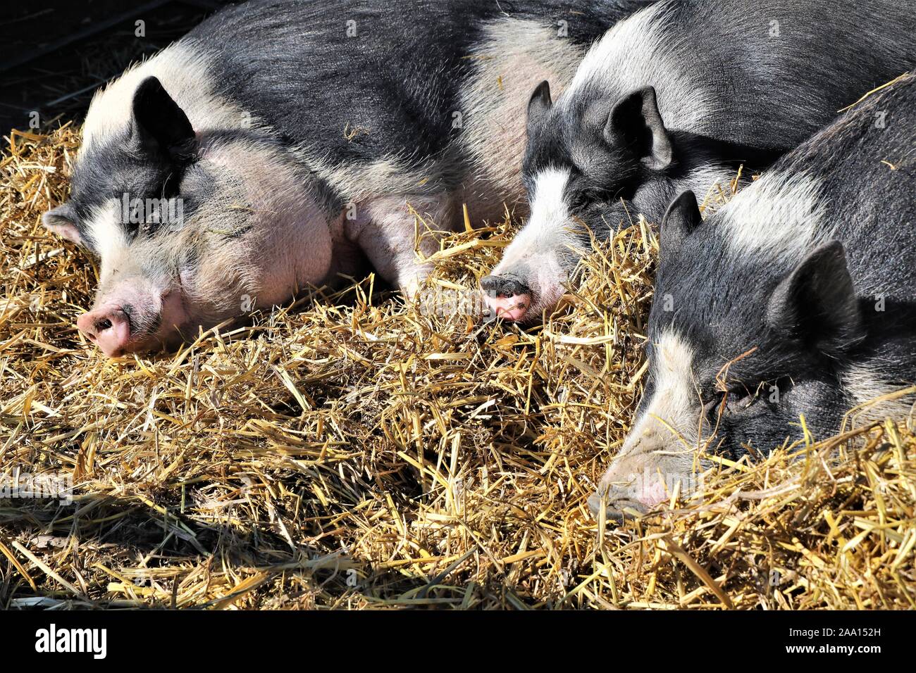 Big pig sleeping in hi-res stock photography and images - Alamy