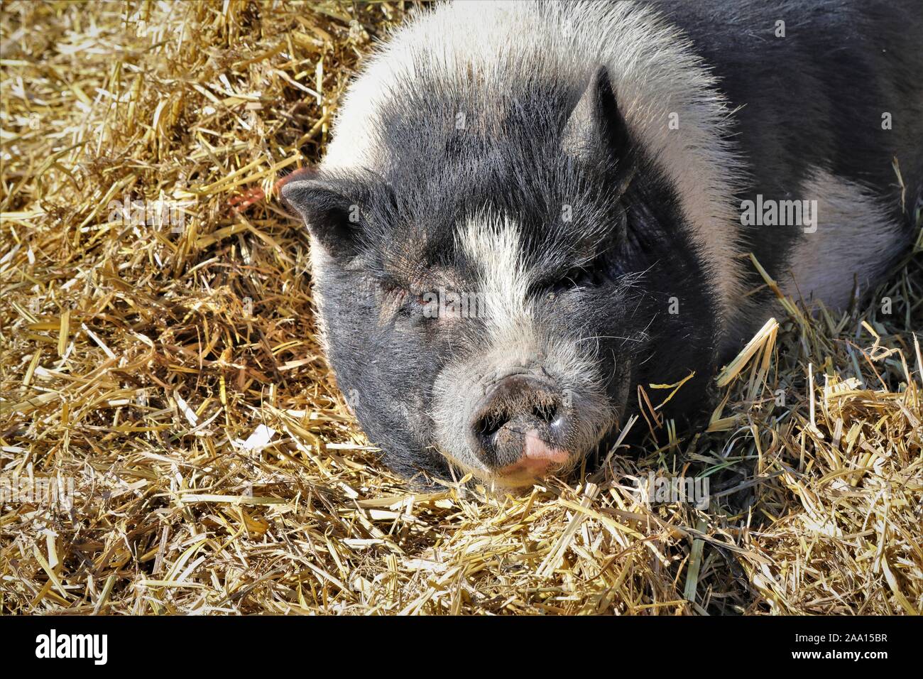 Pig sleeping in hay Stock Photo - Alamy