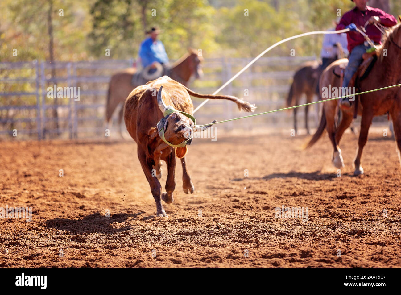 Calf being lassoed in a team calf roping event by cowboys at a country ...