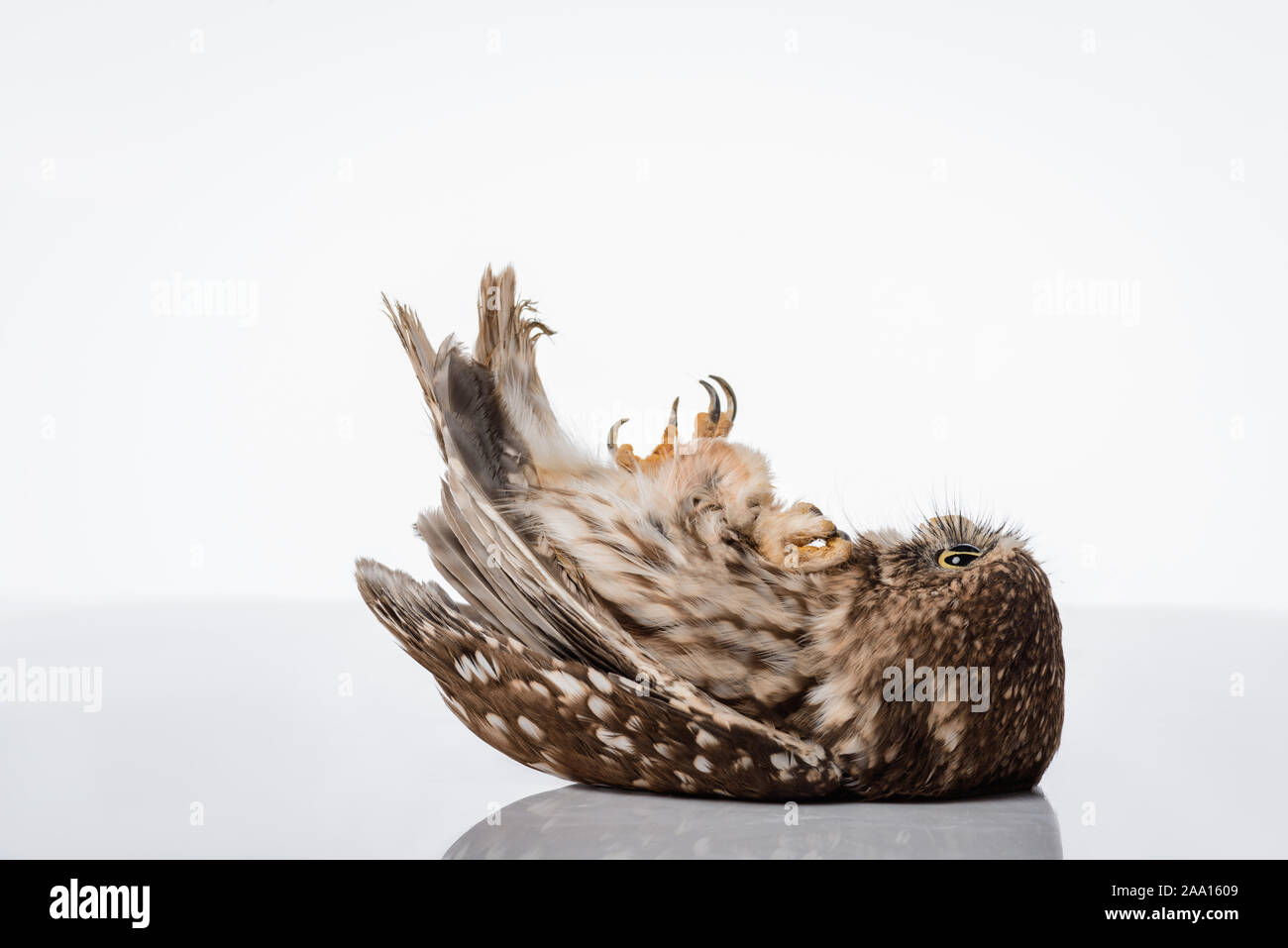 cute wild owl lying on surface isolated on white Stock Photo - Alamy