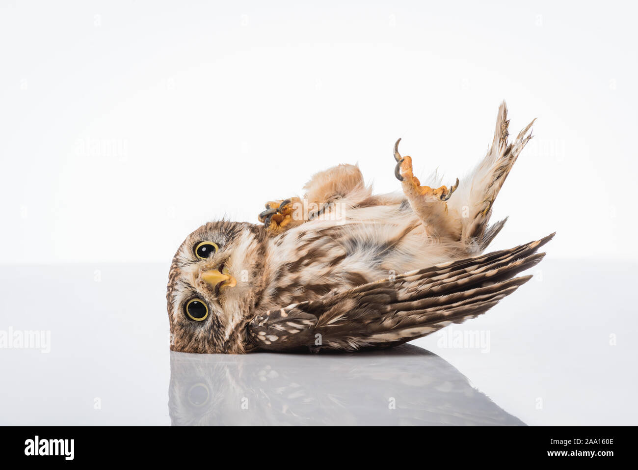 cute wild owl lying on surface isolated on white Stock Photo - Alamy