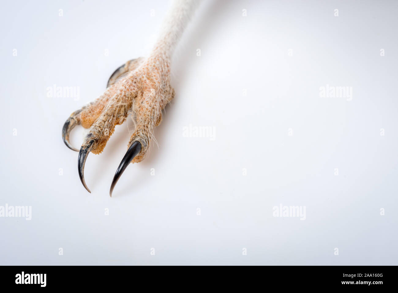 Owl claws hi-res stock photography and images - Alamy