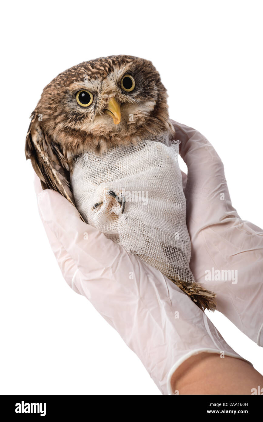 partial view of veterinarian holding wild injured owl isolated on white ...