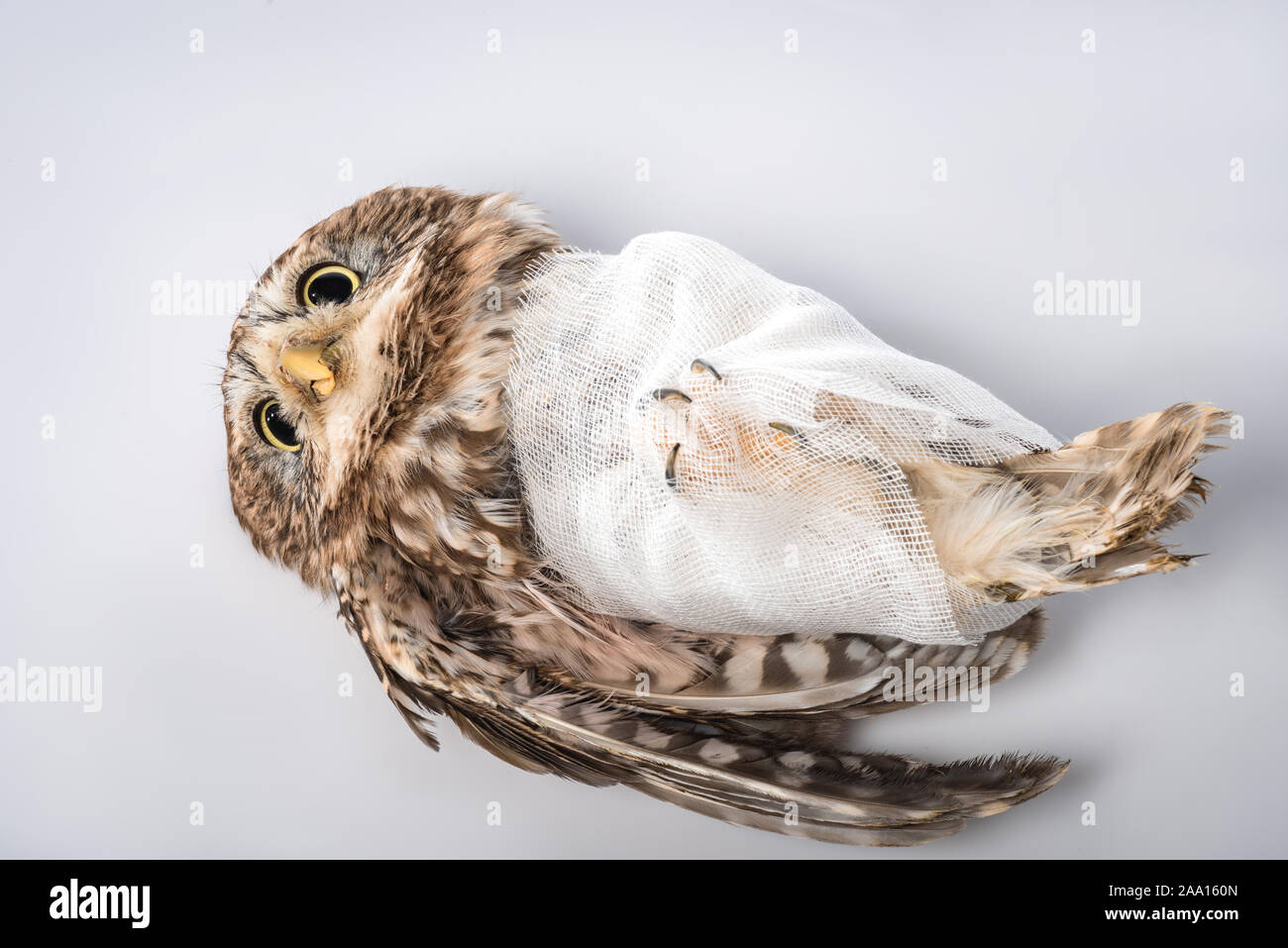 top view of injured owl on white background Stock Photo - Alamy
