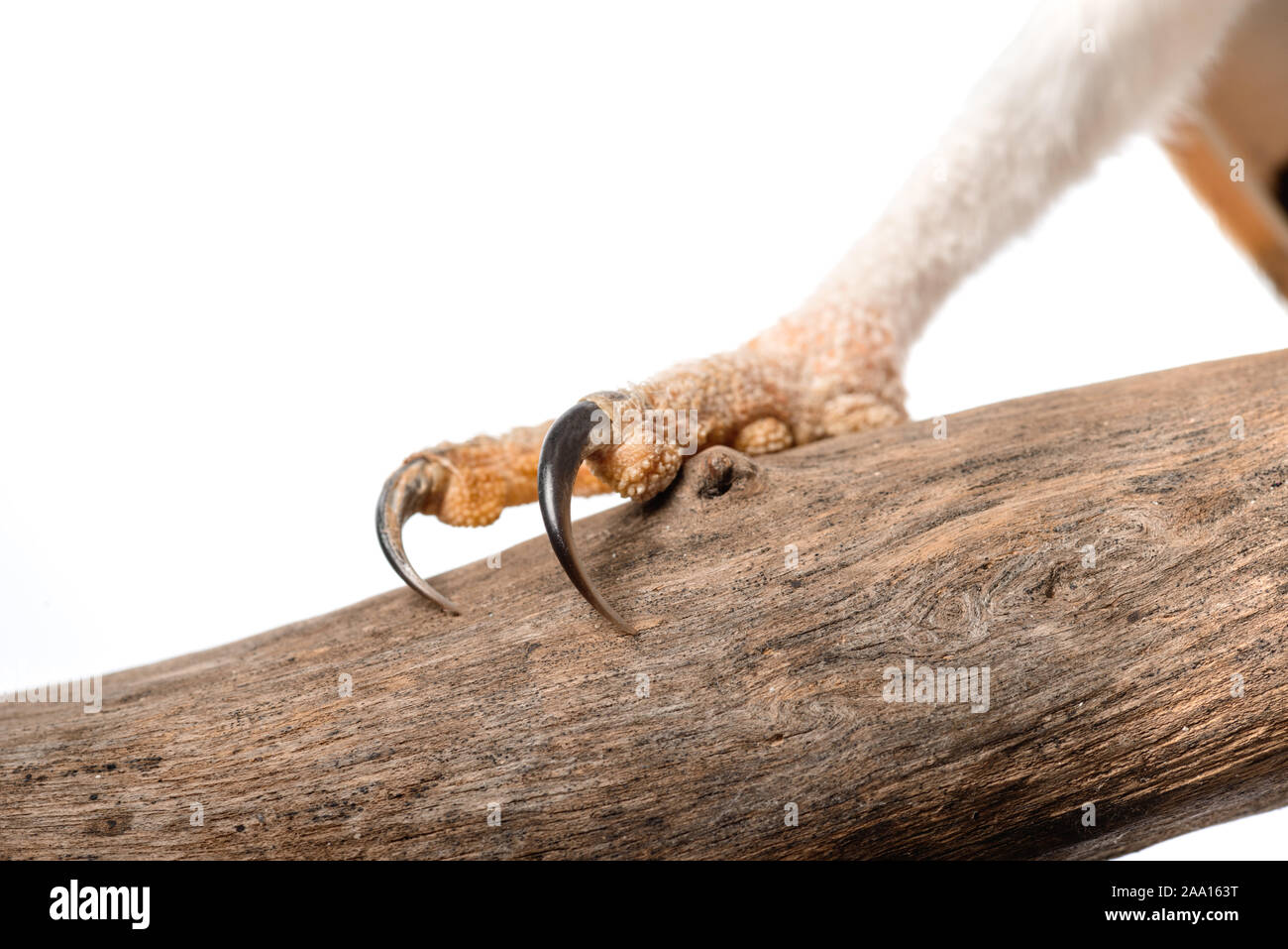close up view of wild barn owl claws on wooden branch isolated on white ...