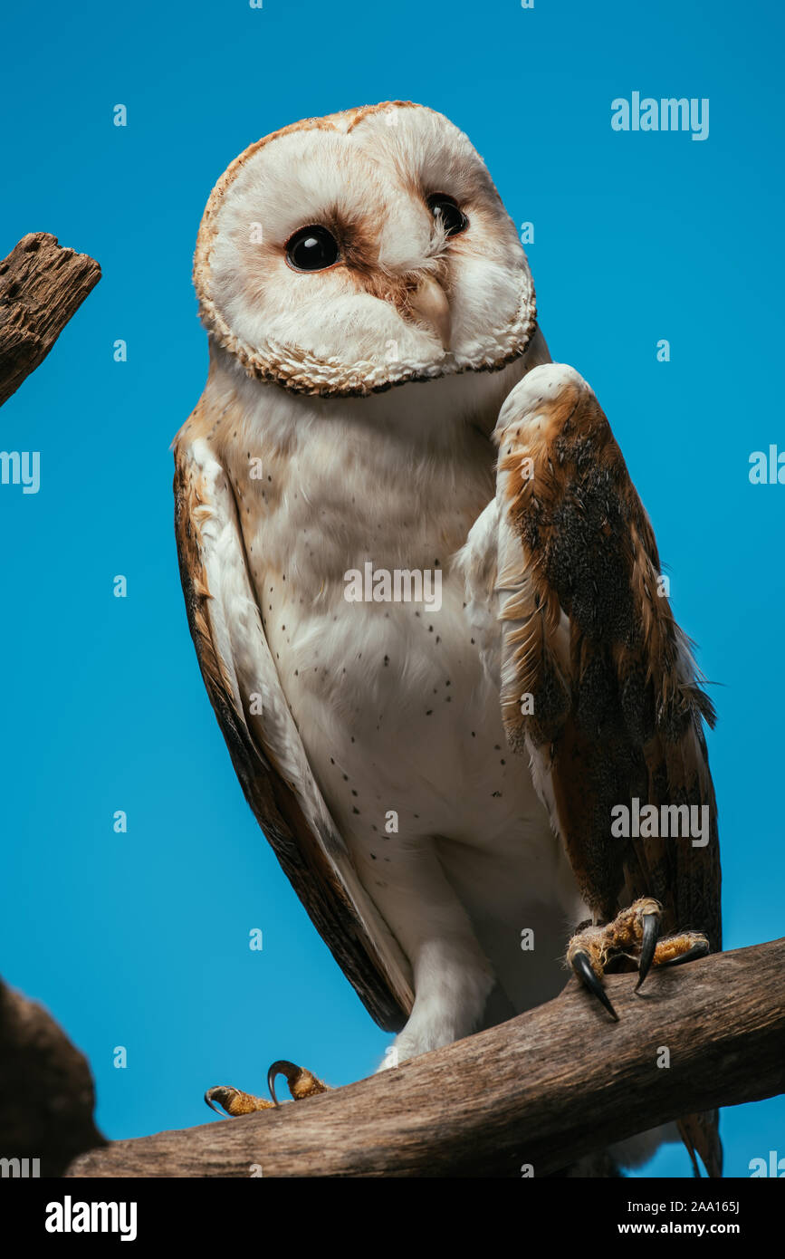 fluffy wild barn owl on wooden branch isolated on blue Stock Photo - Alamy