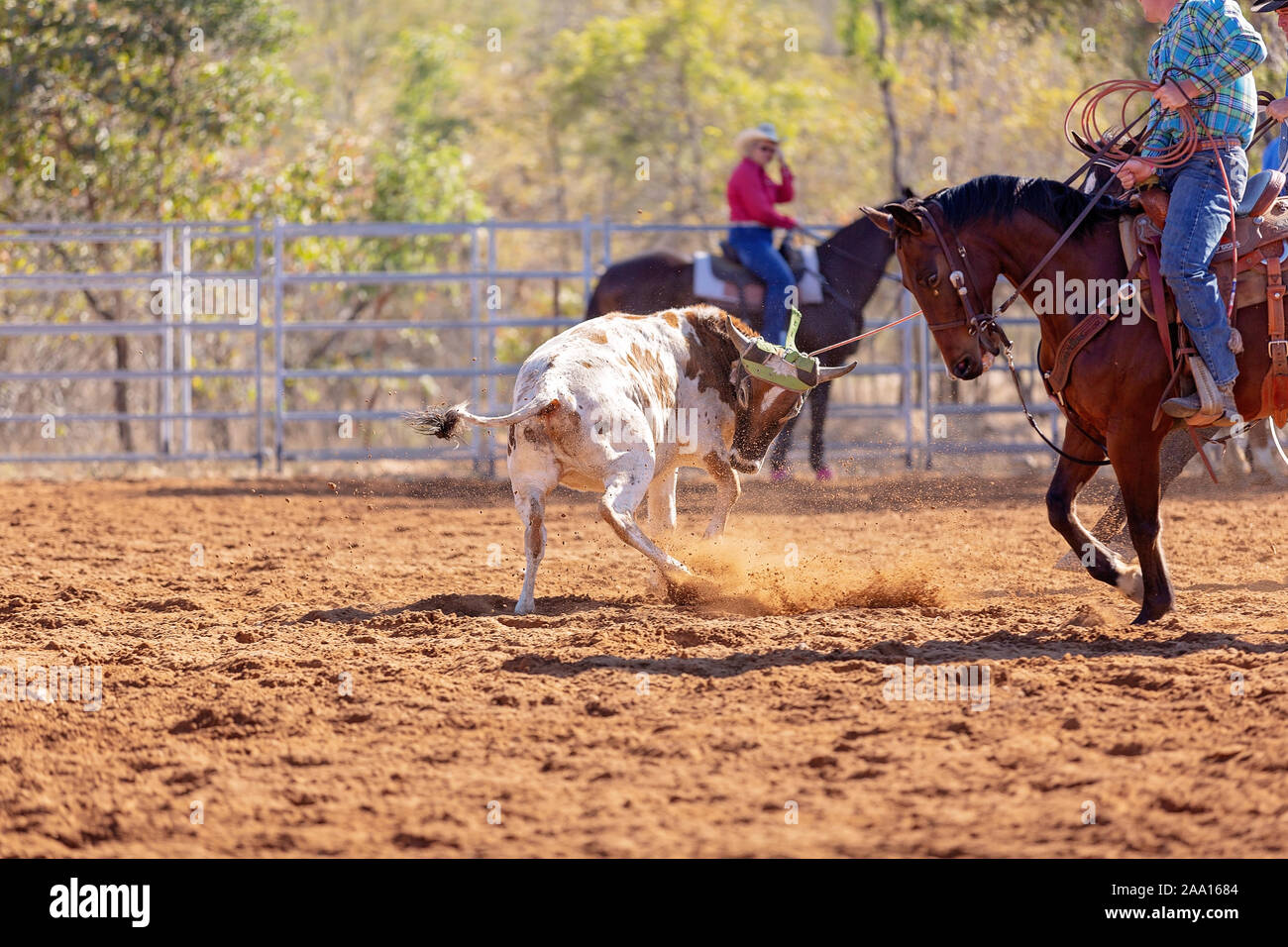 Lassoed bull hi-res stock photography and images - Alamy