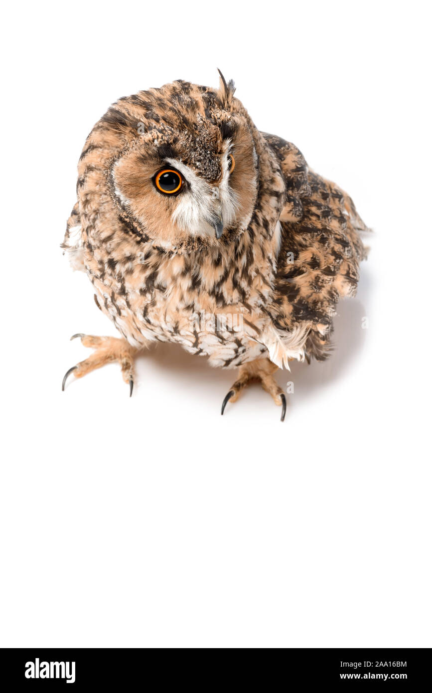 Cute Fluffy Baby Owls