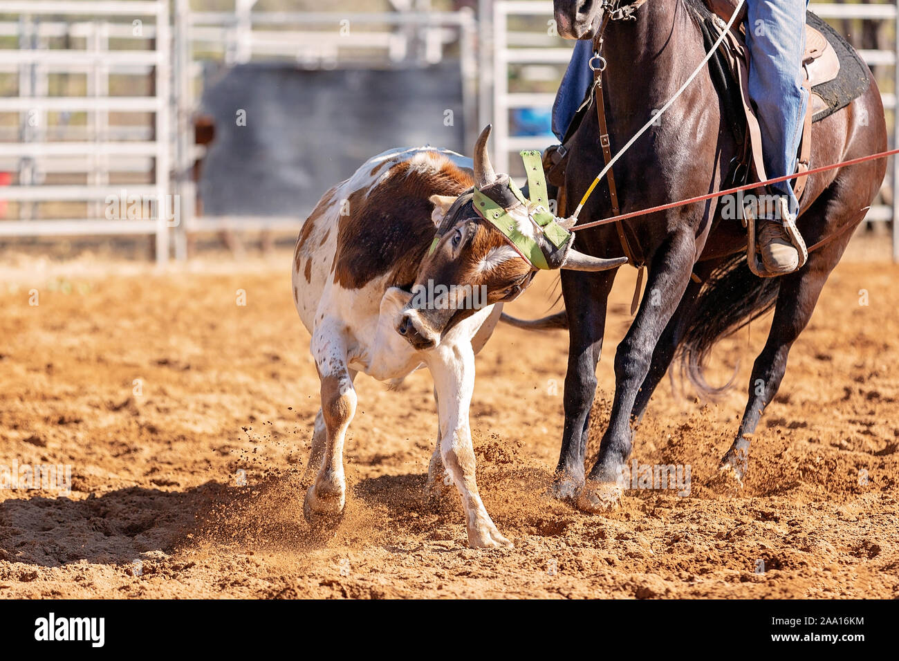 Calf being lassoed in a team calf roping event by cowboys at a country ...