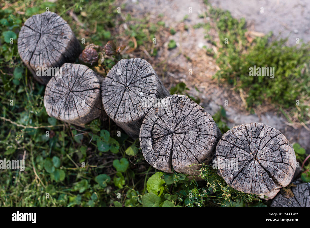 Tree stumps on the ground hi-res stock photography and images - Alamy