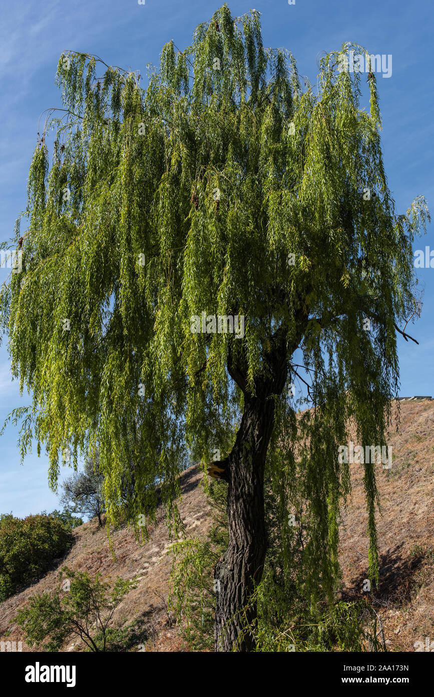 Green willow tree hi-res stock photography and images - Alamy