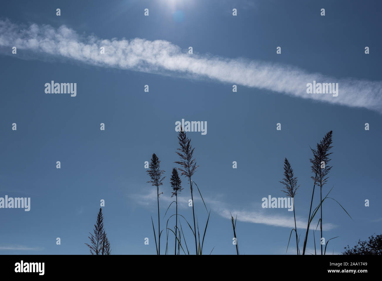Stems of feather reed grass with blue sky and clouds at background ...