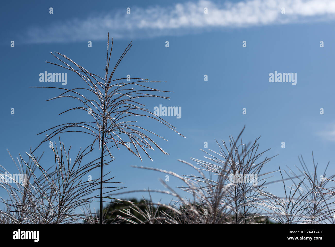 Reed stems backdrop hi-res stock photography and images - Alamy