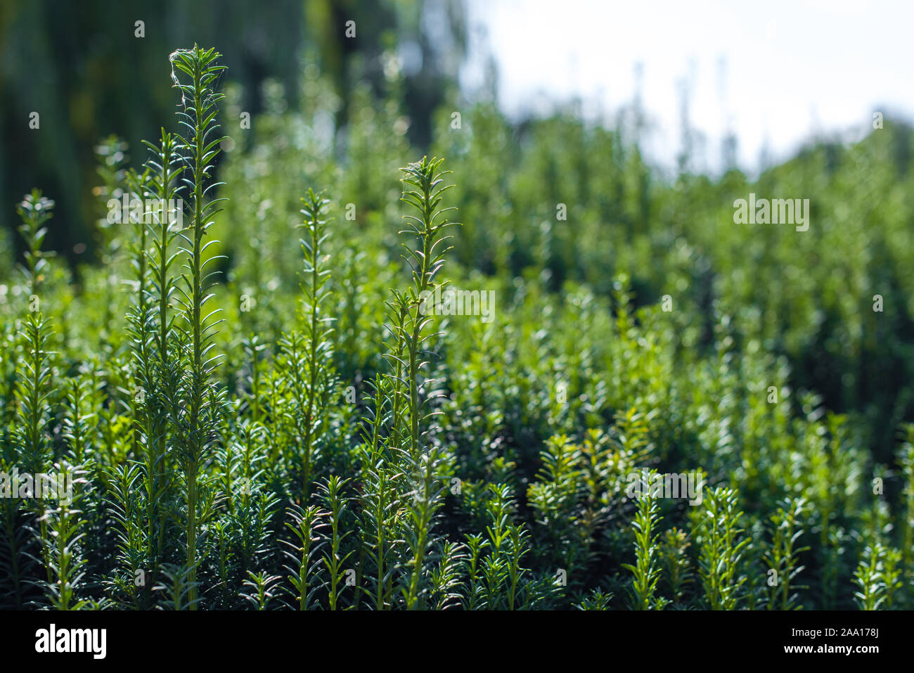 Close up view of green bush branches Stock Photo - Alamy