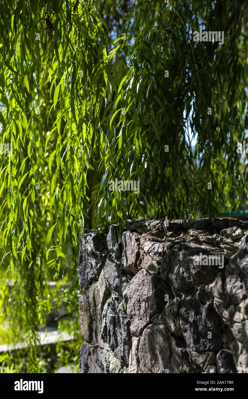 Stone wall and willow tree branches with sunlight Stock Photo - Alamy