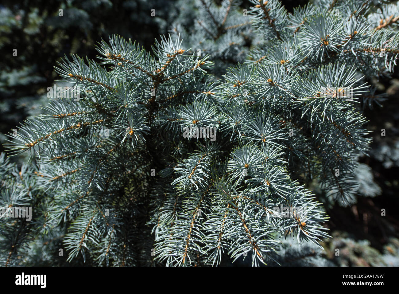 Close up view of branches of pine tree Stock Photo - Alamy