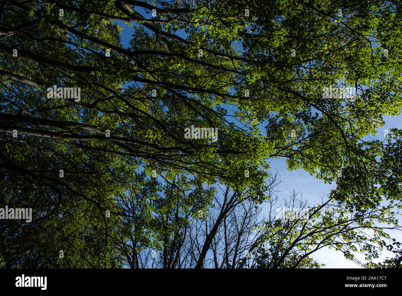Bottom view of trees with green foliage and blue sky at background ...