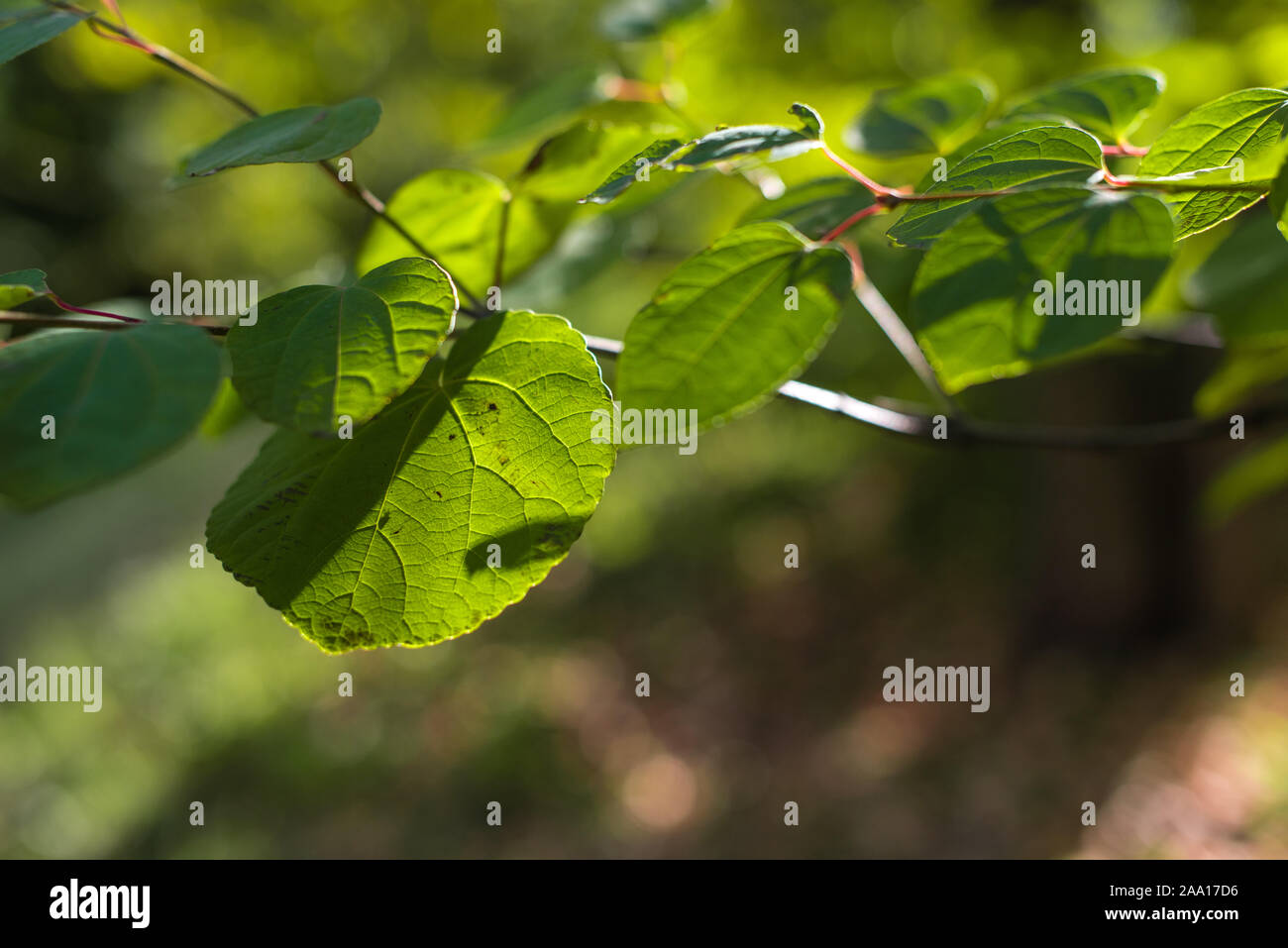 Close up view of green leaves on tree branch with sunlight Stock Photo ...