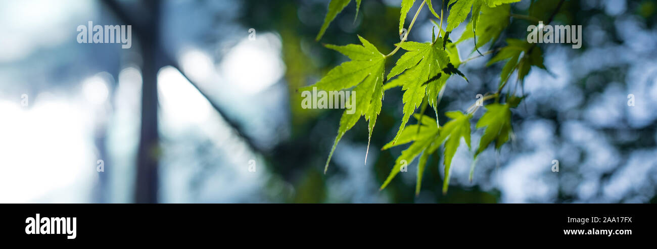 Close up view of green maple leaves, panoramic shot Stock Photo - Alamy