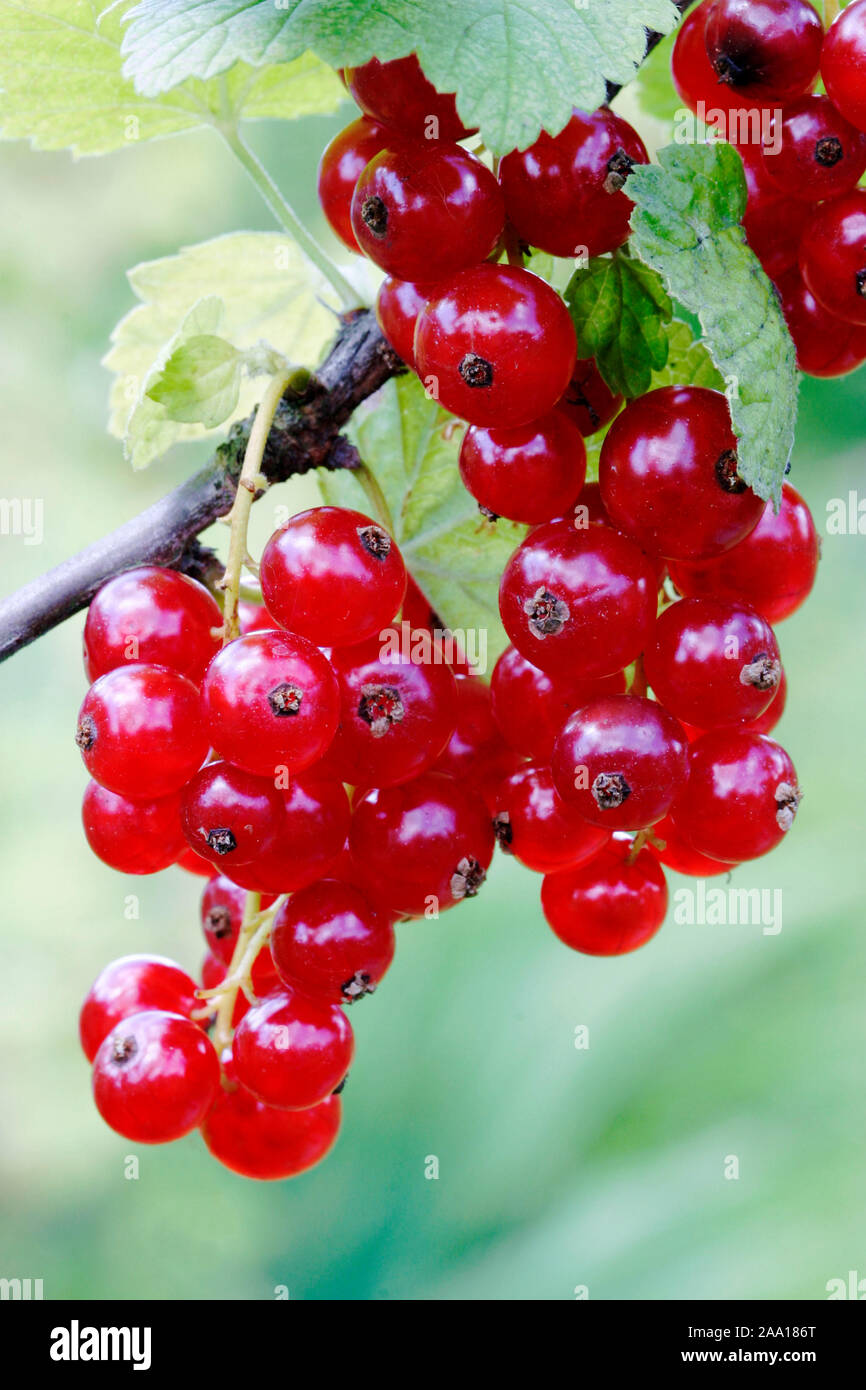 Rote Johannisbeeren am Strauch Stock Photo - Alamy