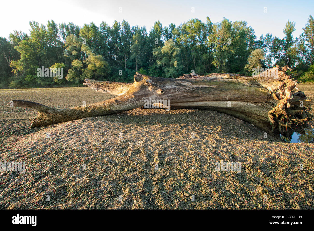 Tree trunk on the river bank Stock Photo - Alamy