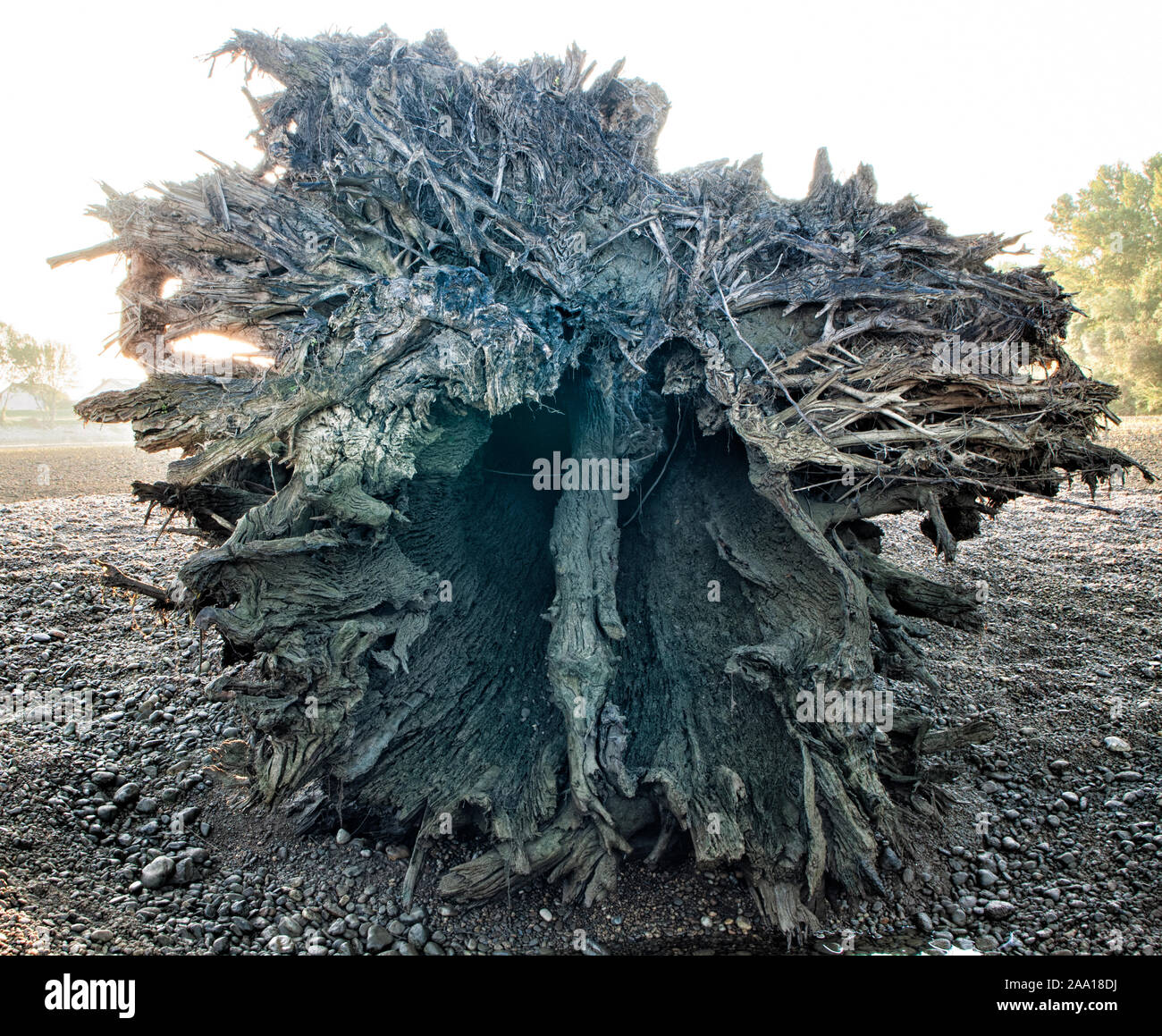 Old riverbank root hi-res stock photography and images - Alamy