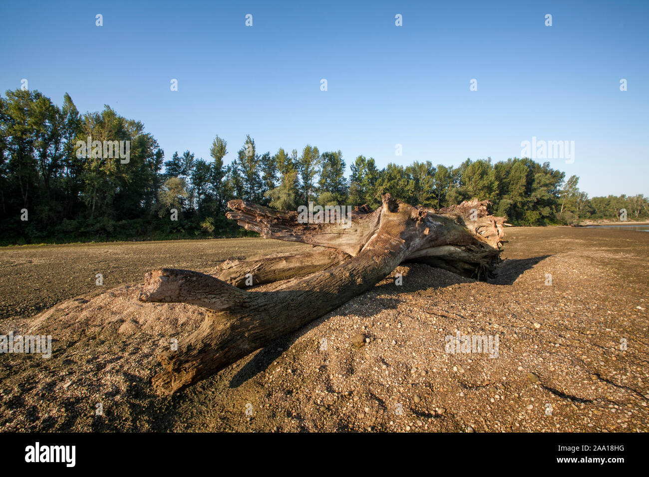 Tree trunk on the river bank Stock Photo - Alamy