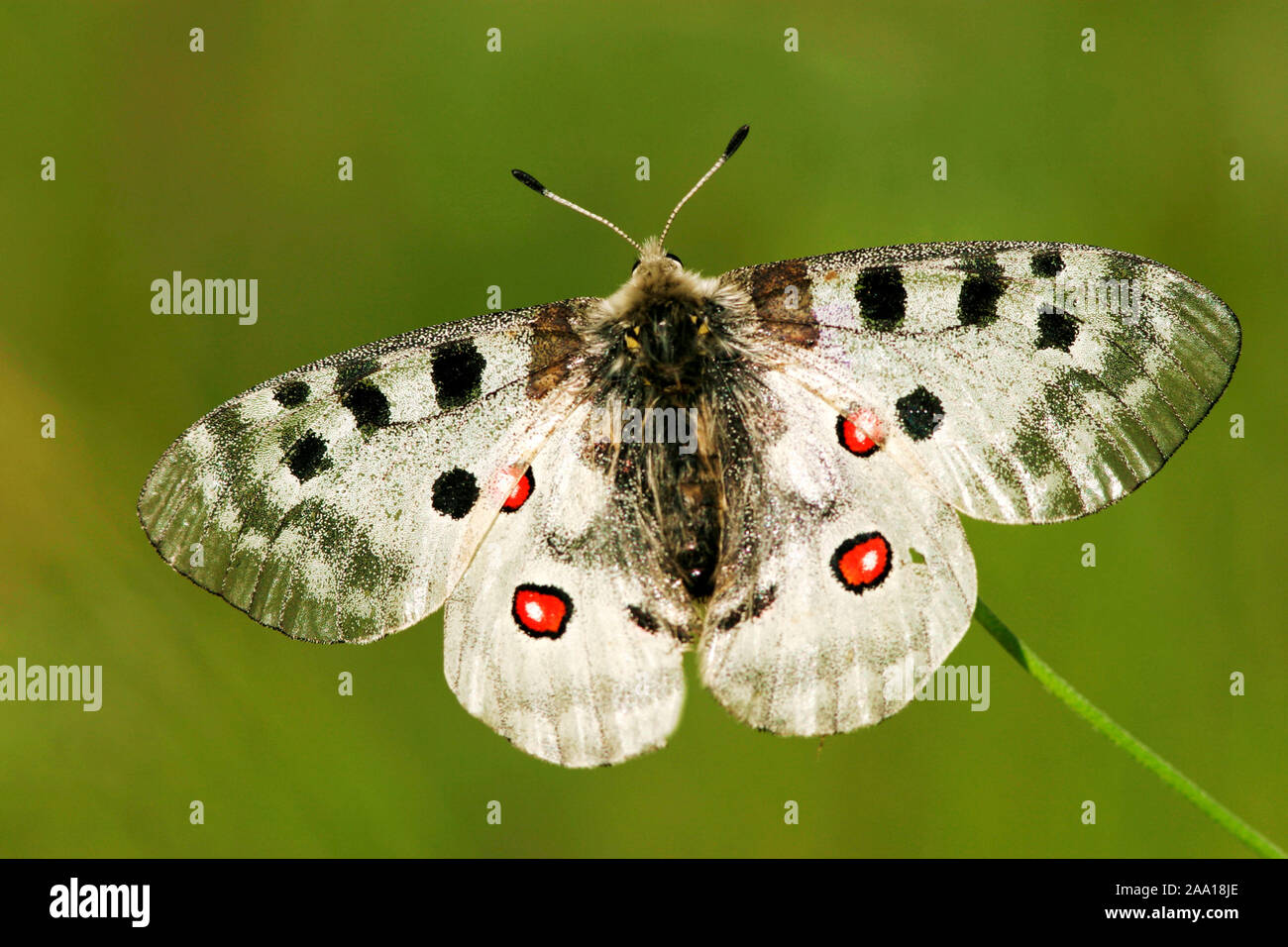Apollofalter (Parnassius apollo) / Butterfly (Parnassius apollo Stock ...