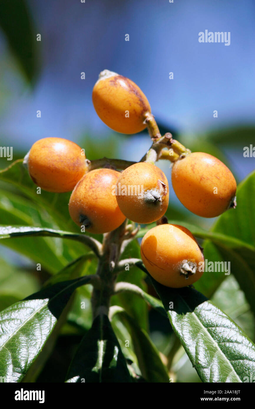 Wollmispel (Eriobotrya japonica) am Strauch / Loquat (Eriobotrya ...