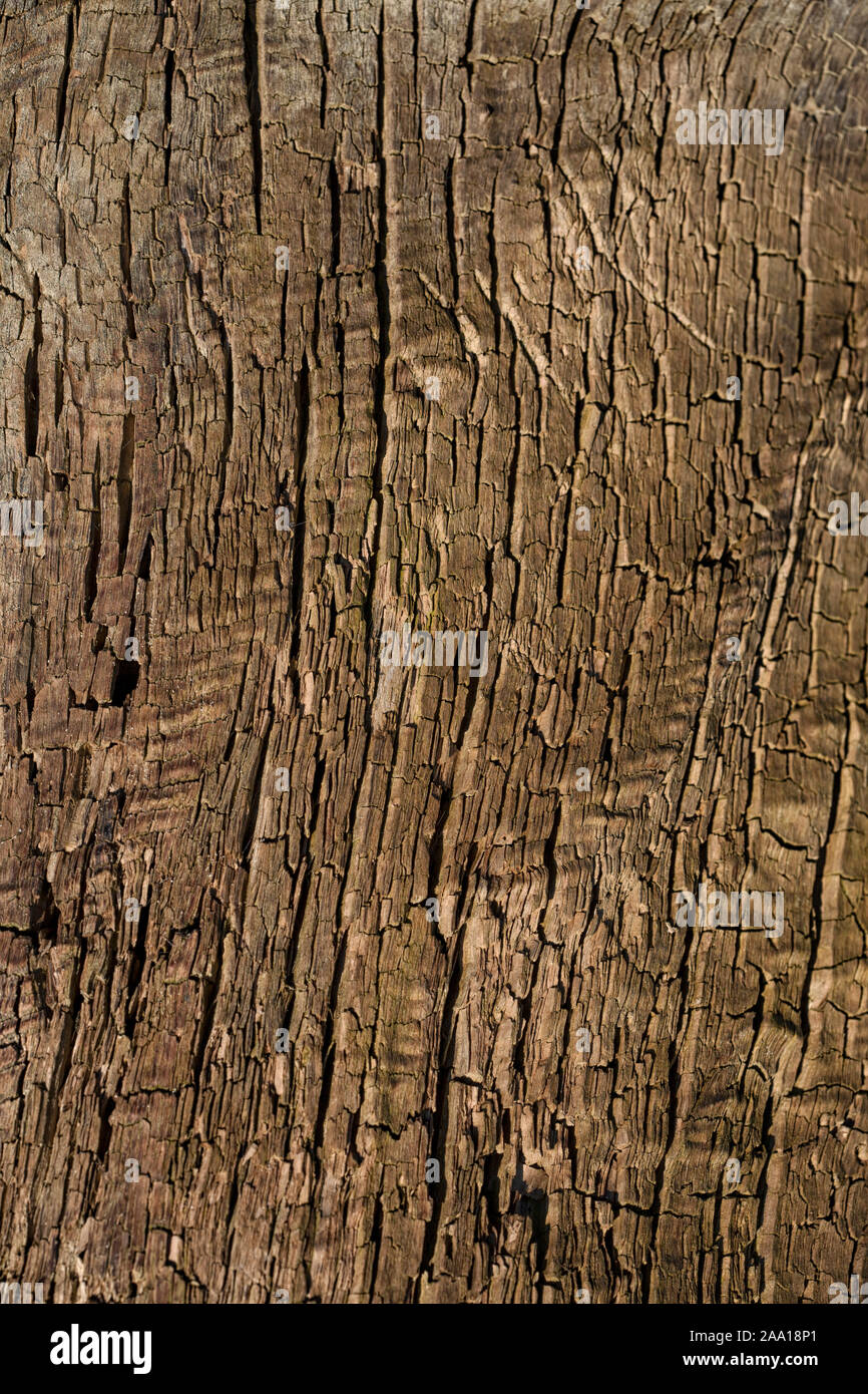 Brown bark hi-res stock photography and images - Alamy