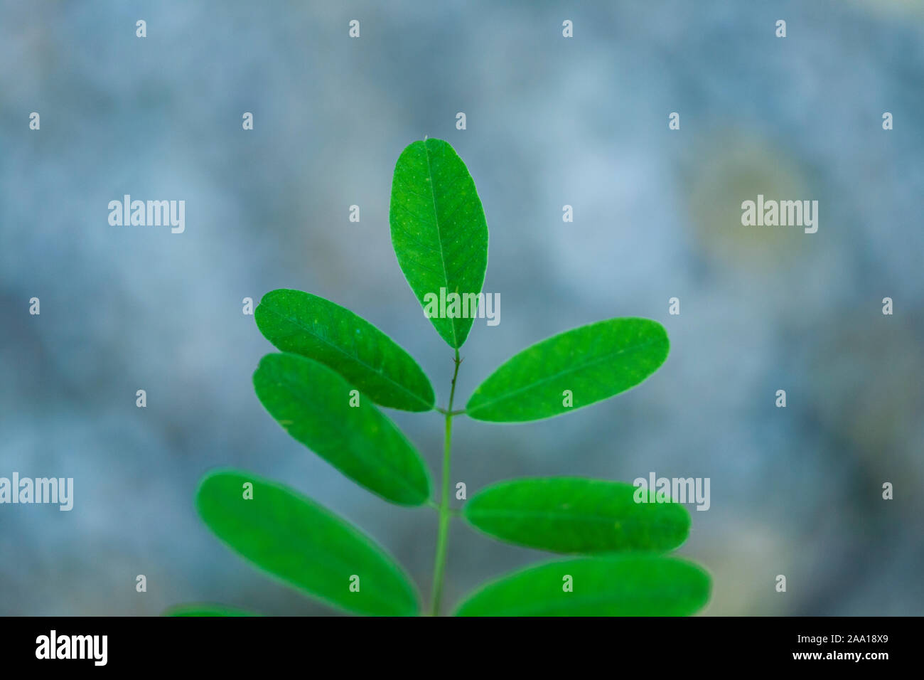 Close up fern leaves. Green, Triangular. View up to bottom. Blury ...