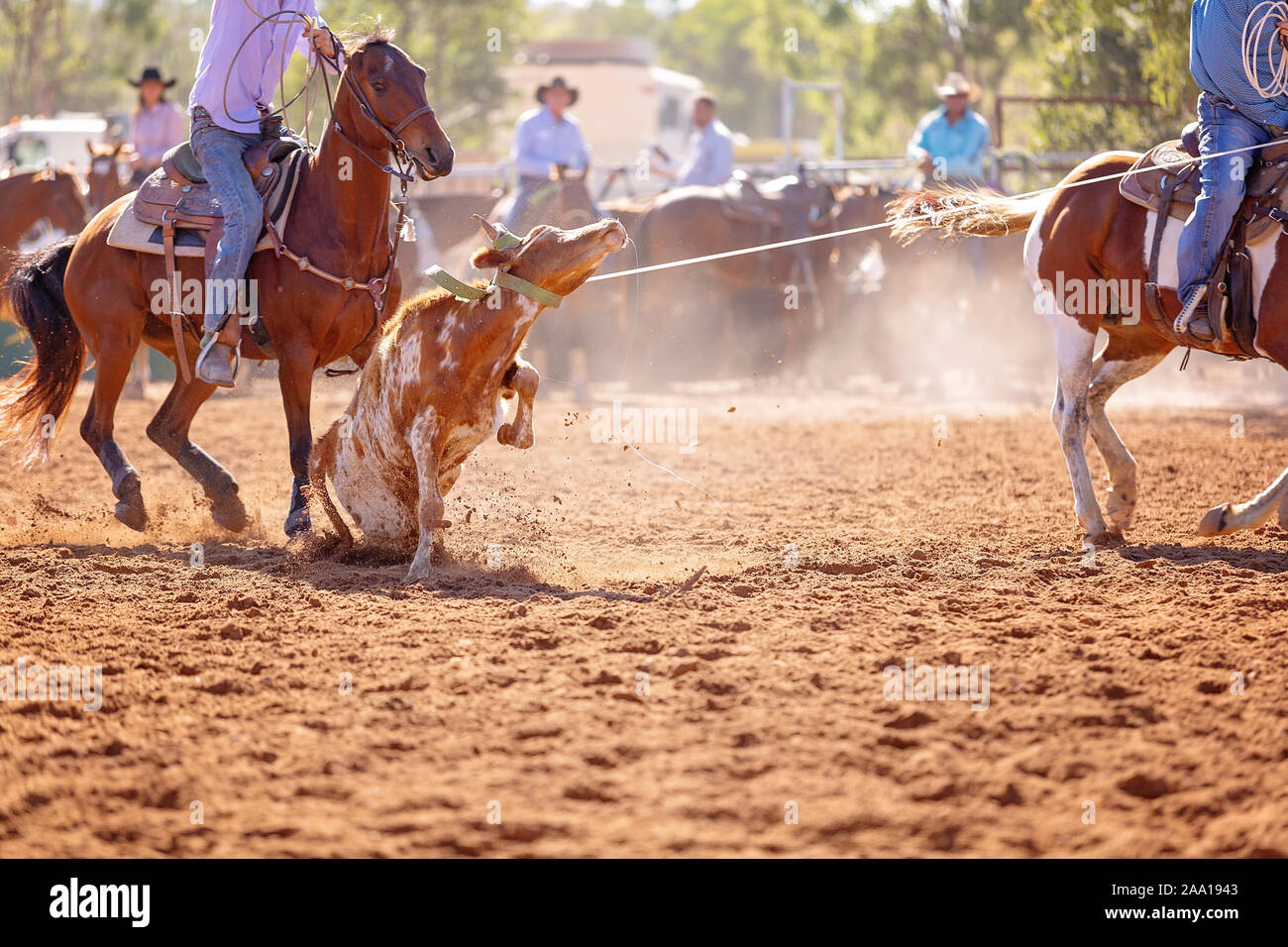 Calf being lassoed in a team calf roping event by cowboys at a country ...