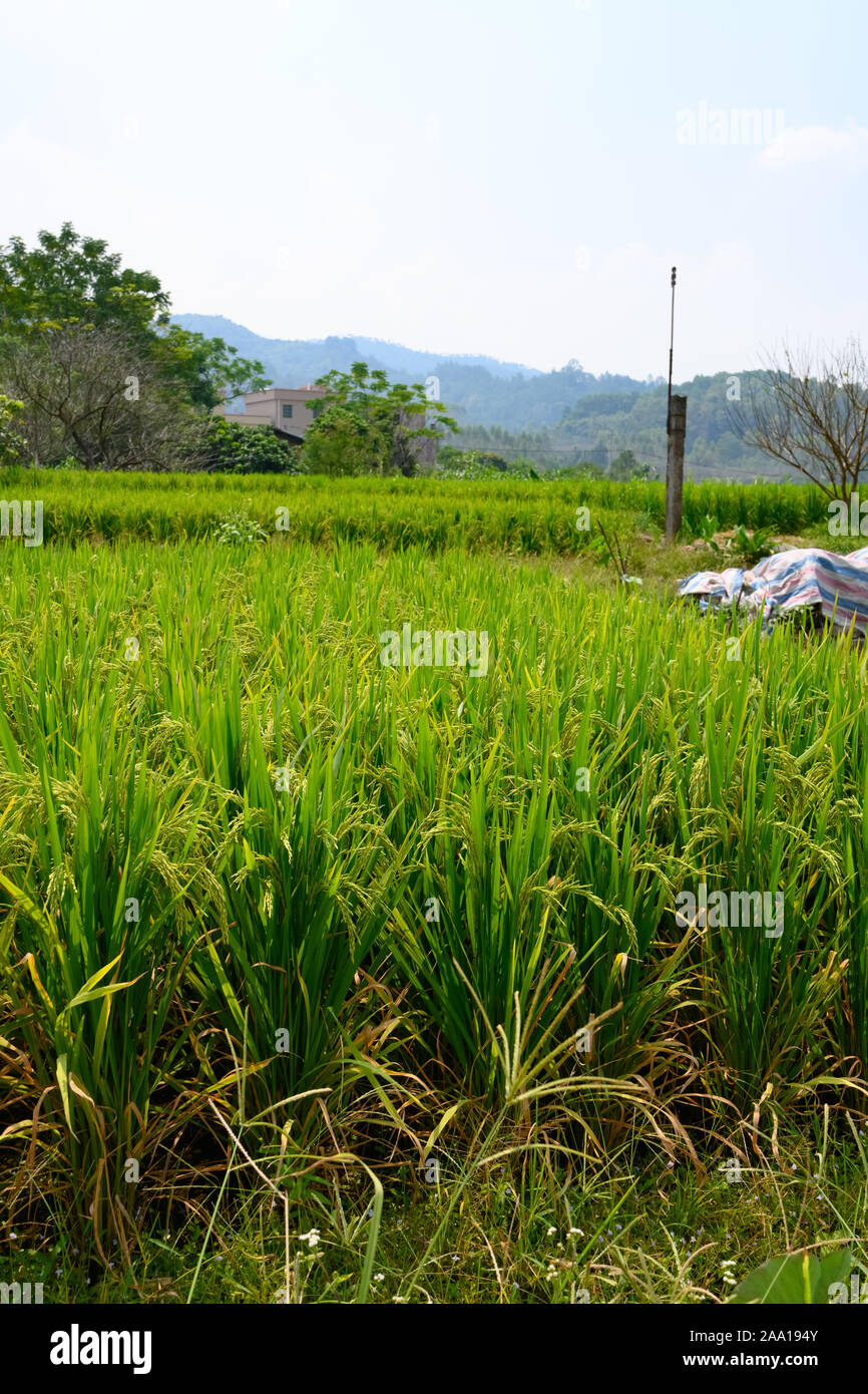 fresh green paddy on the field vertical composition Stock Photo - Alamy